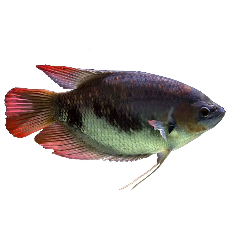 Giant Red Gourami - BPAquatic